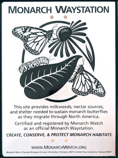 Native Milkweed & Monarchs 101 + Celebrating the Monarch Butterfly ...